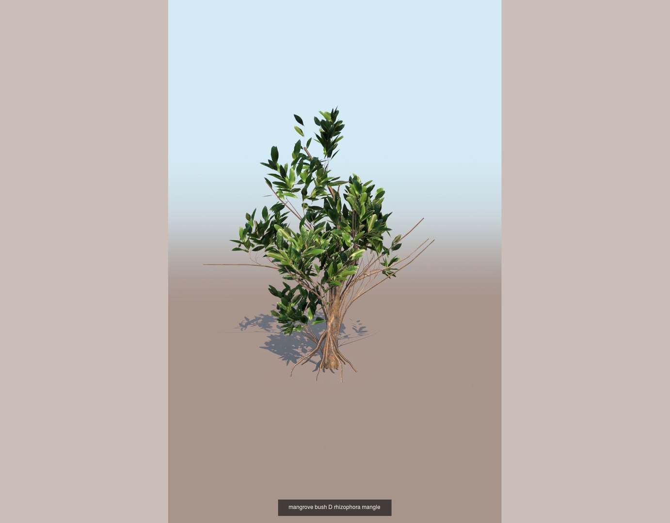 10 Mangrove Rhizophora Mangle Models 3D Model Collection 3D Model ...