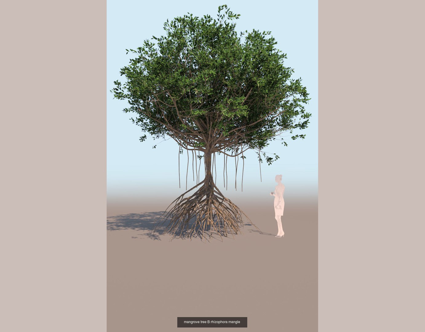 10 Mangrove Rhizophora Mangle Models 3D Model Collection 3D Model ...