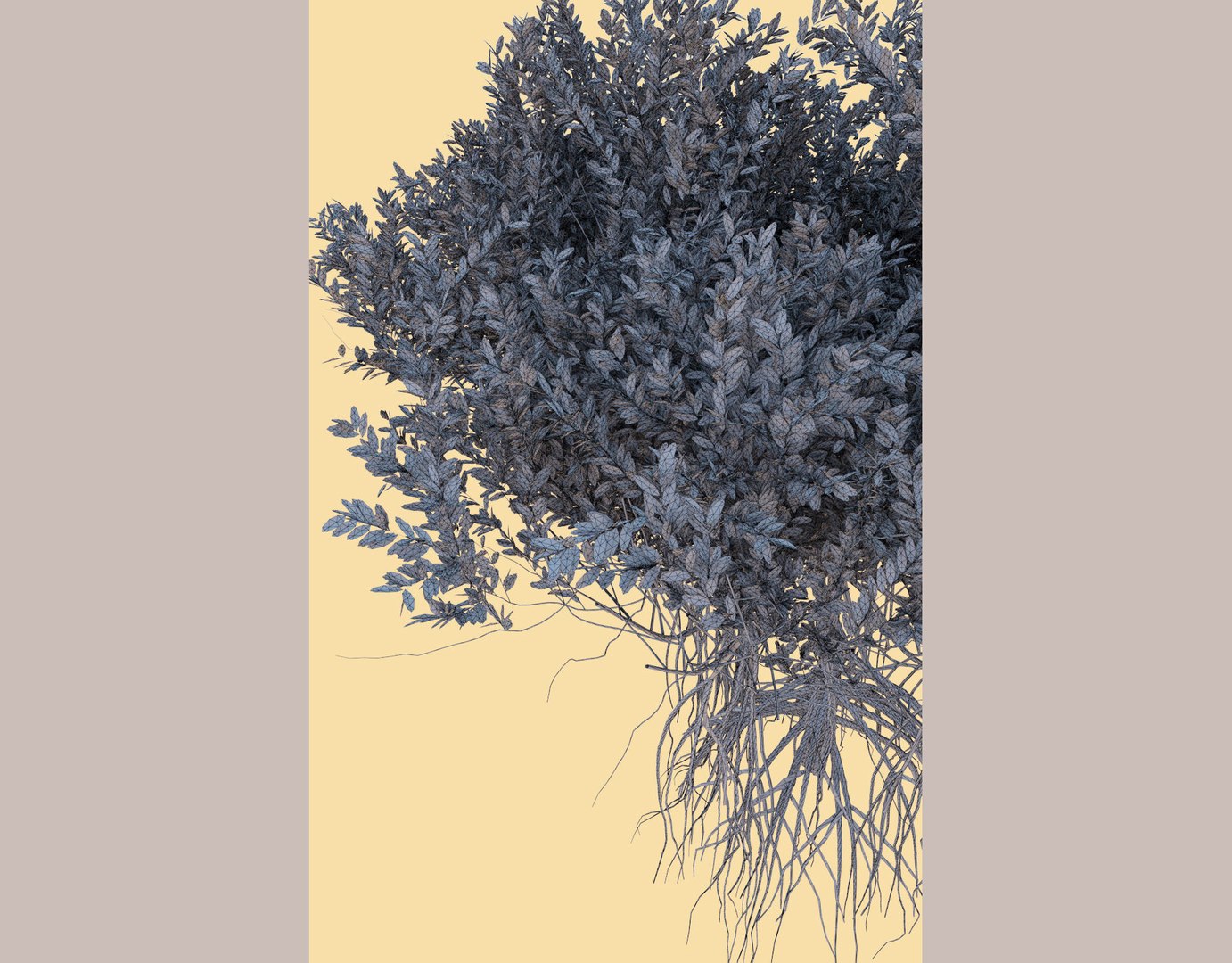 10 Mangrove Rhizophora Mangle Models 3D Model Collection 3D Model ...