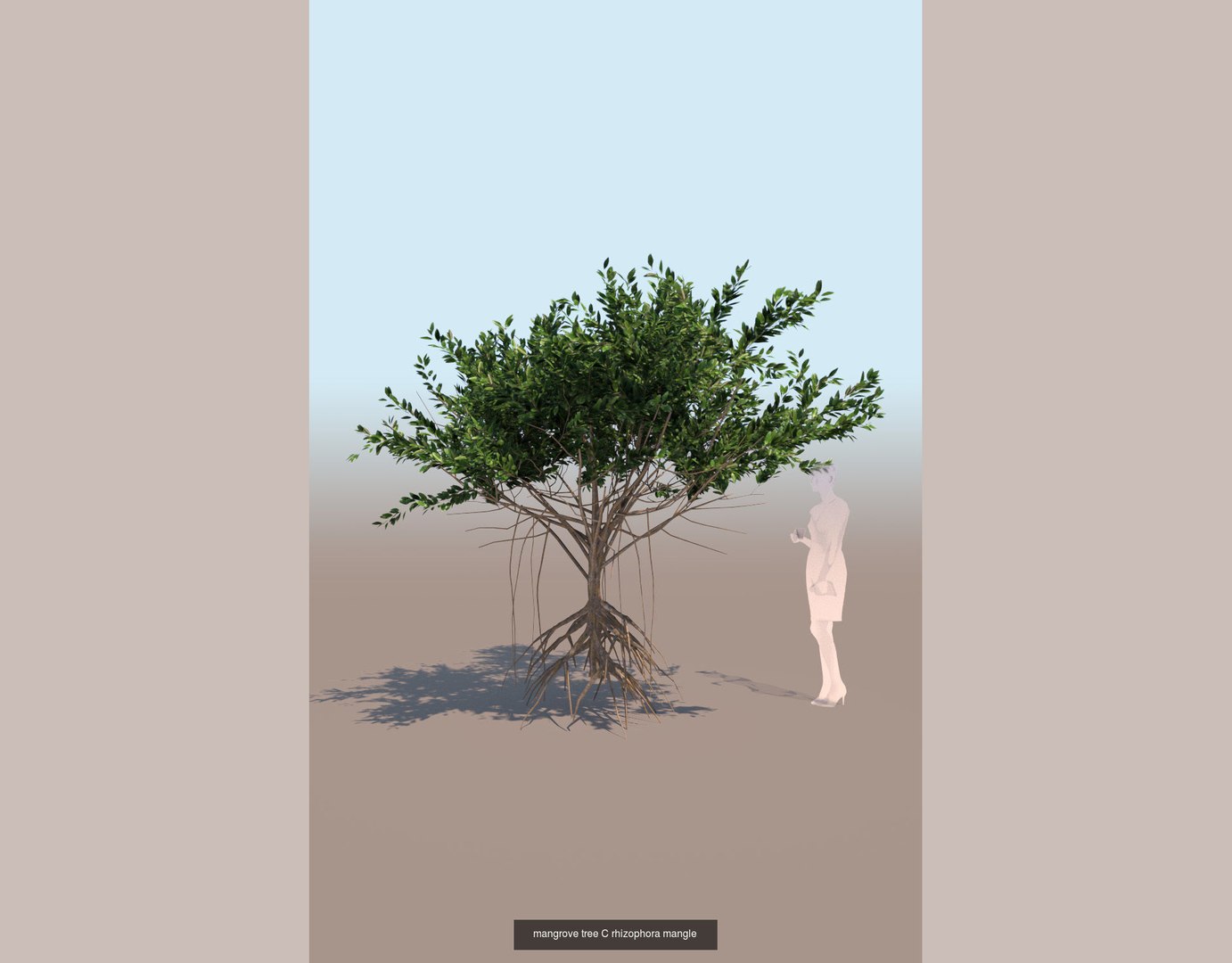 10 Mangrove Rhizophora Mangle Models 3D Model Collection 3D Model ...