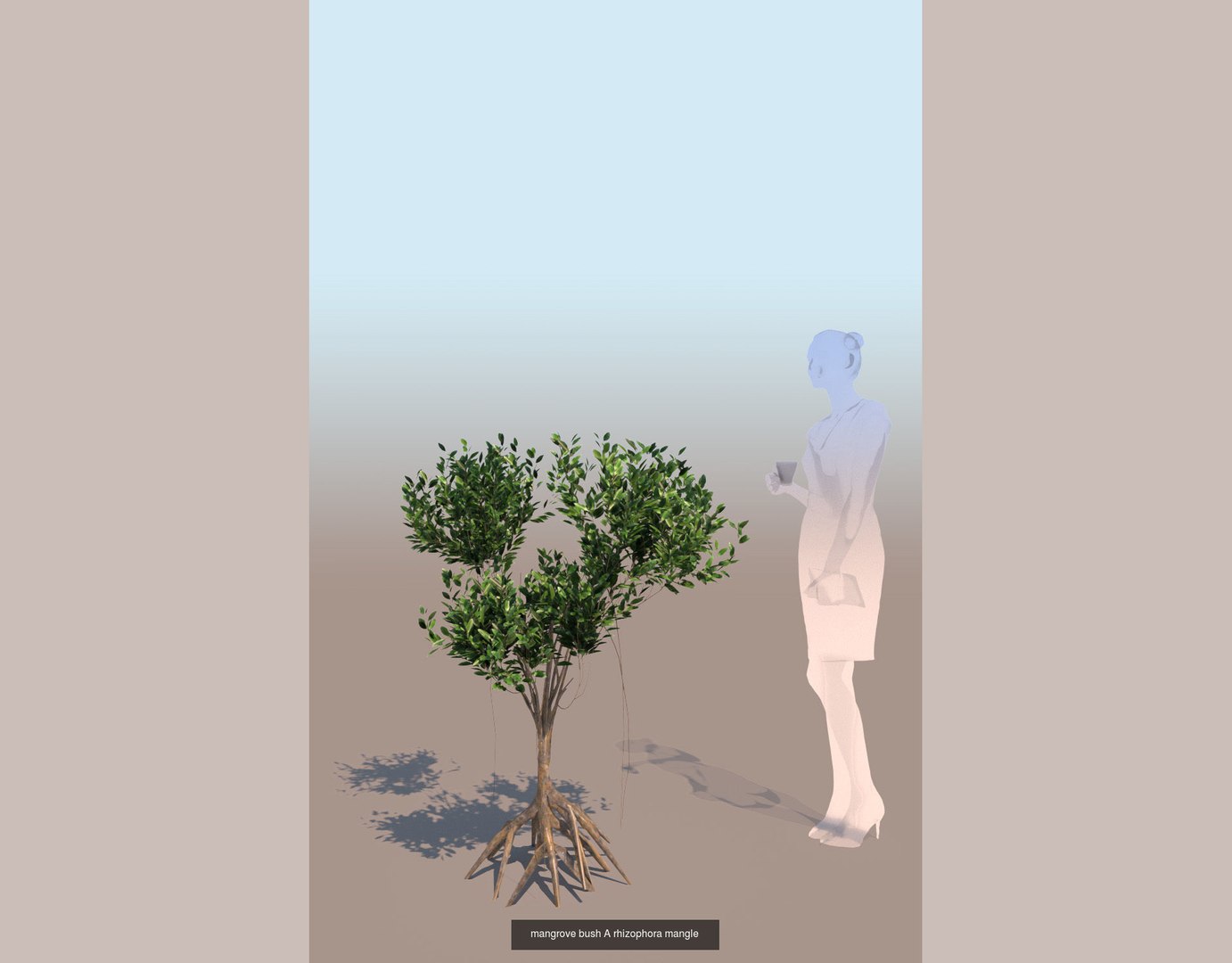 10 Mangrove Rhizophora Mangle Models 3D Model Collection 3D Model ...