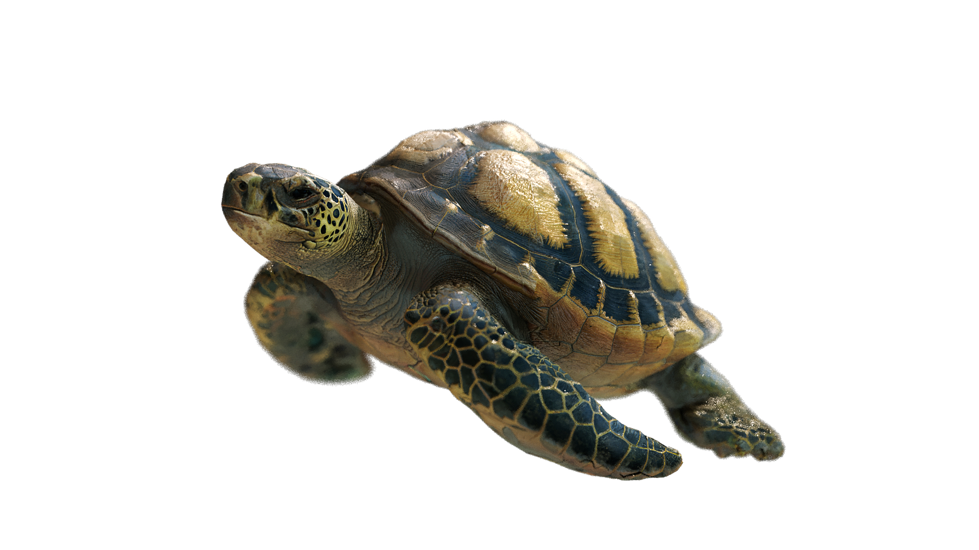 Turtle 3D Model - TurboSquid 2224381