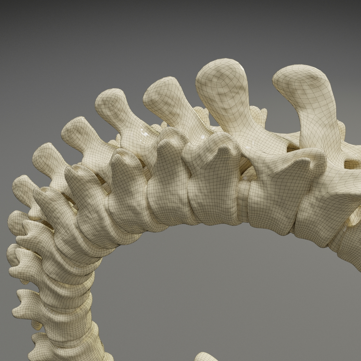 Letter g bones skeleton 3D model - TurboSquid 1544892