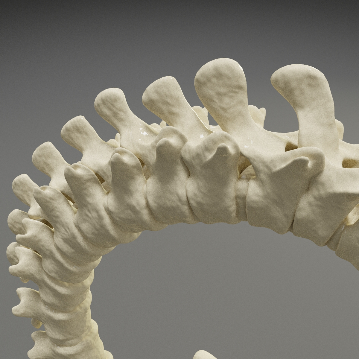 Letter g bones skeleton 3D model - TurboSquid 1544892