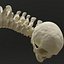 Letter G Bones Skeleton 3D Model - TurboSquid 1544892