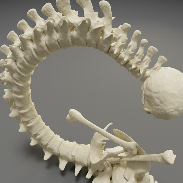 Letter g bones skeleton 3D model - TurboSquid 1544892