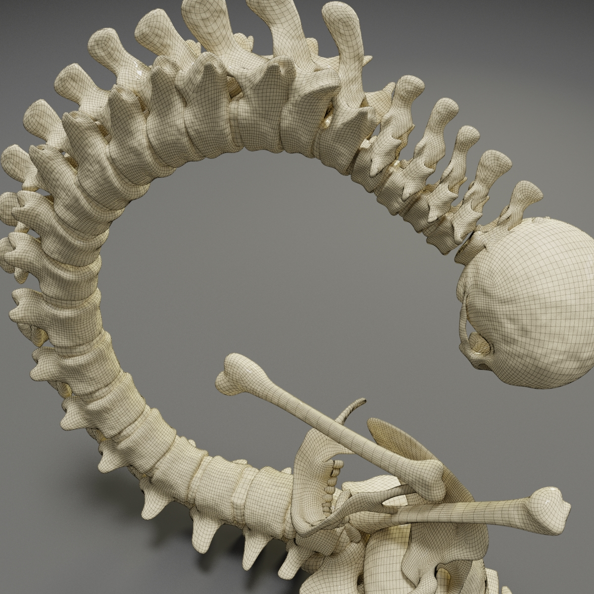 Letter g bones skeleton 3D model - TurboSquid 1544892