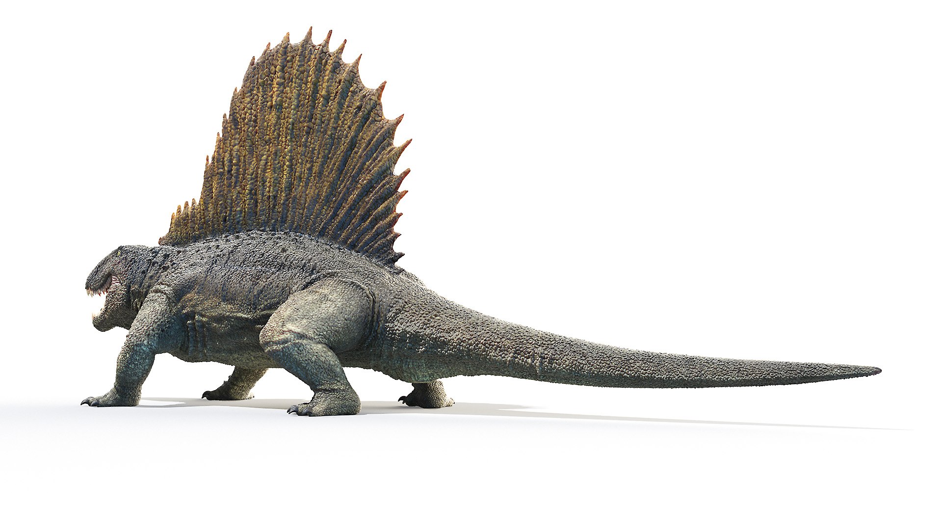 Dimetrodon 3D Model - TurboSquid 1647601