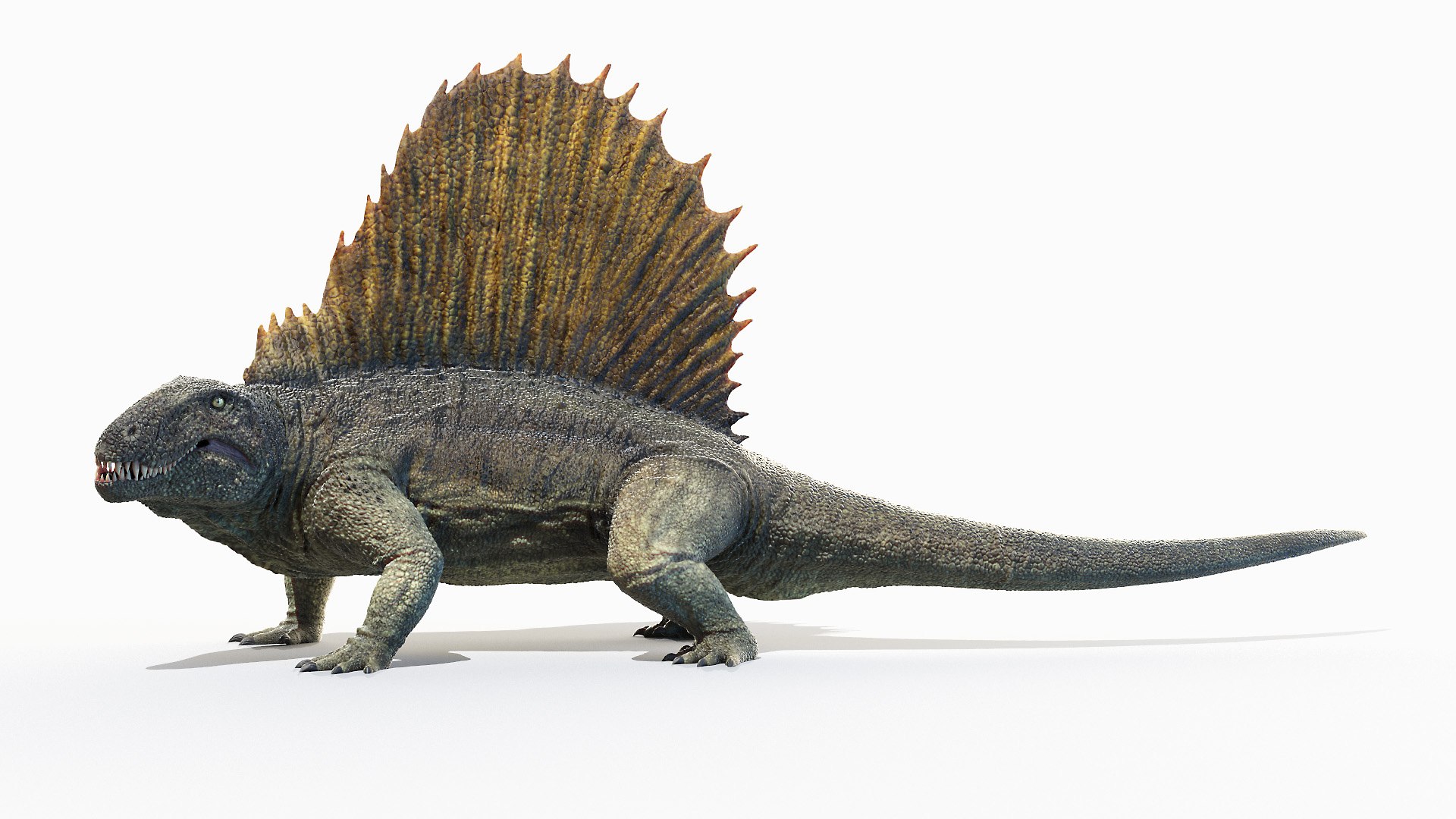 Dimetrodon 3D model - TurboSquid 1647601