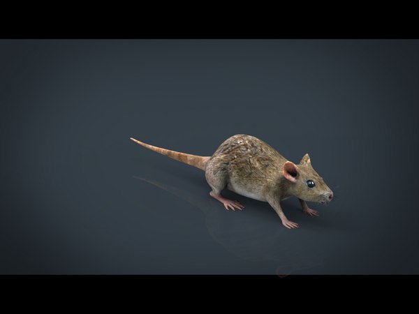 modelo 3d Rata - TurboSquid 1301671