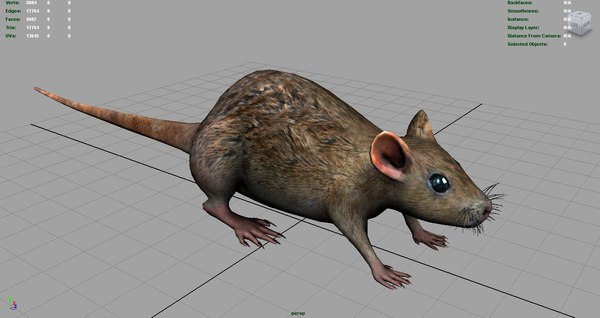 modelo 3d Rata - TurboSquid 1301671