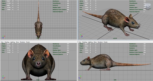 modelo 3d Rata - TurboSquid 1301671