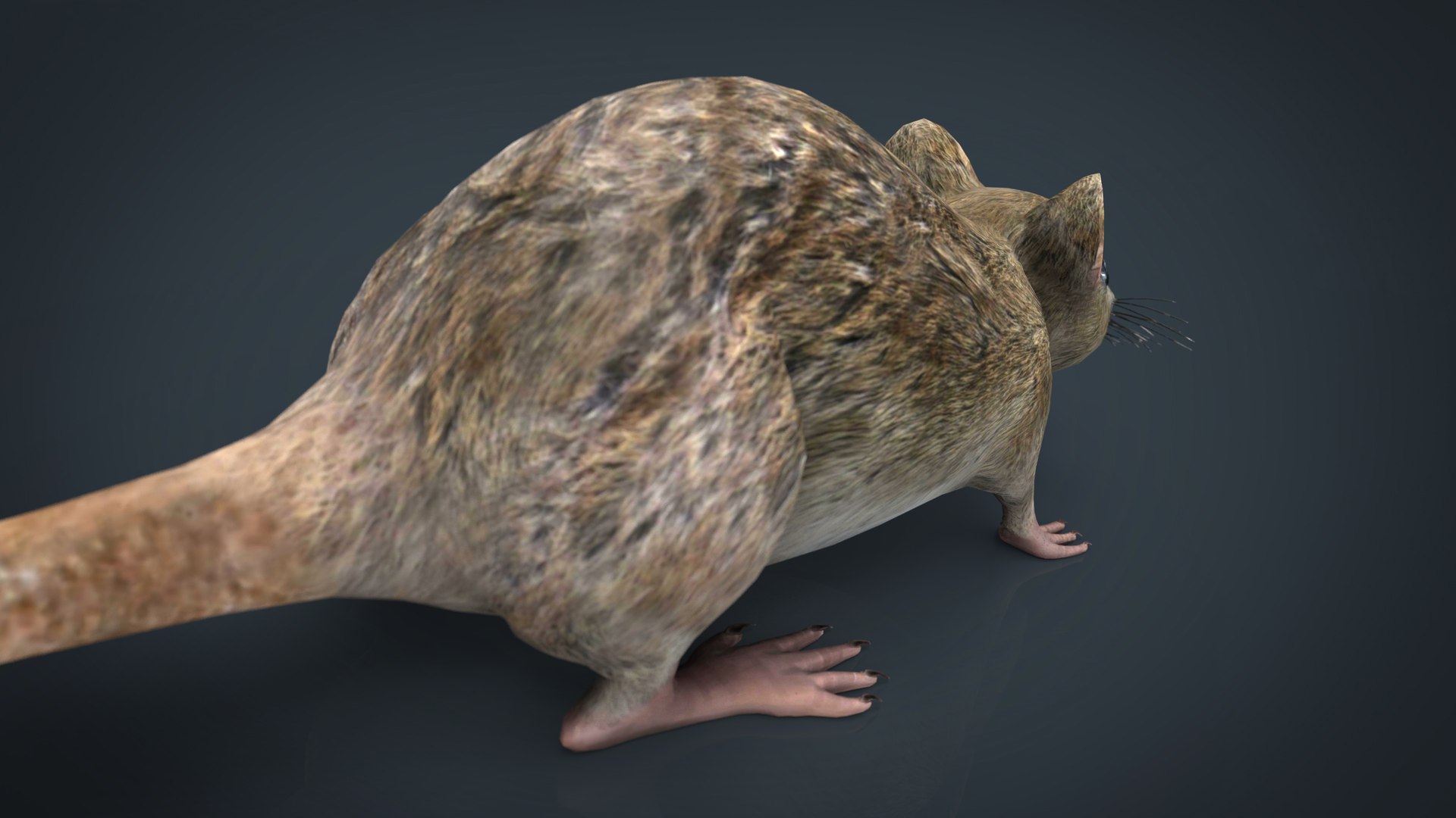 3D Realistic Rat Model - TurboSquid 1301671