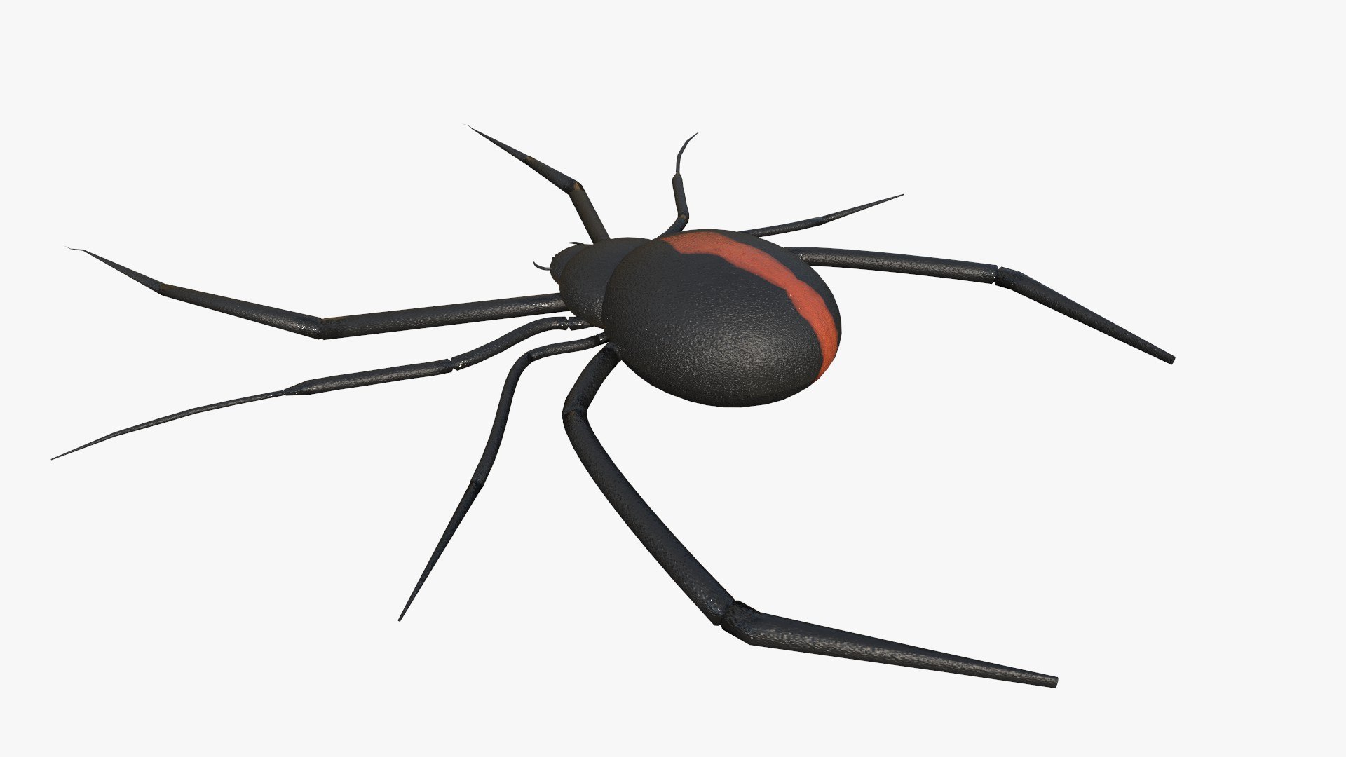 Redback Spider Model - TurboSquid 1926893