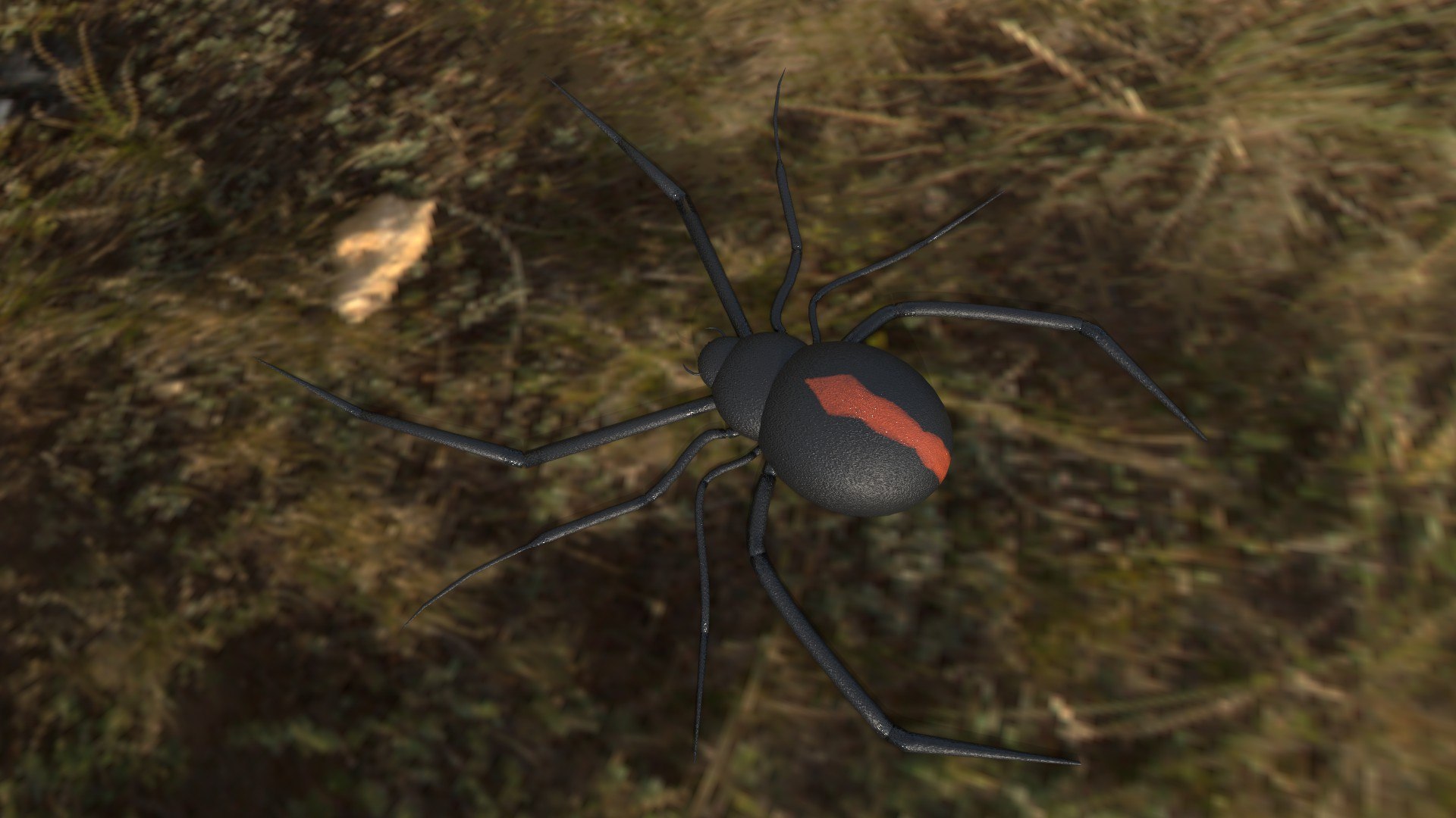 Redback Spider Model - TurboSquid 1926893