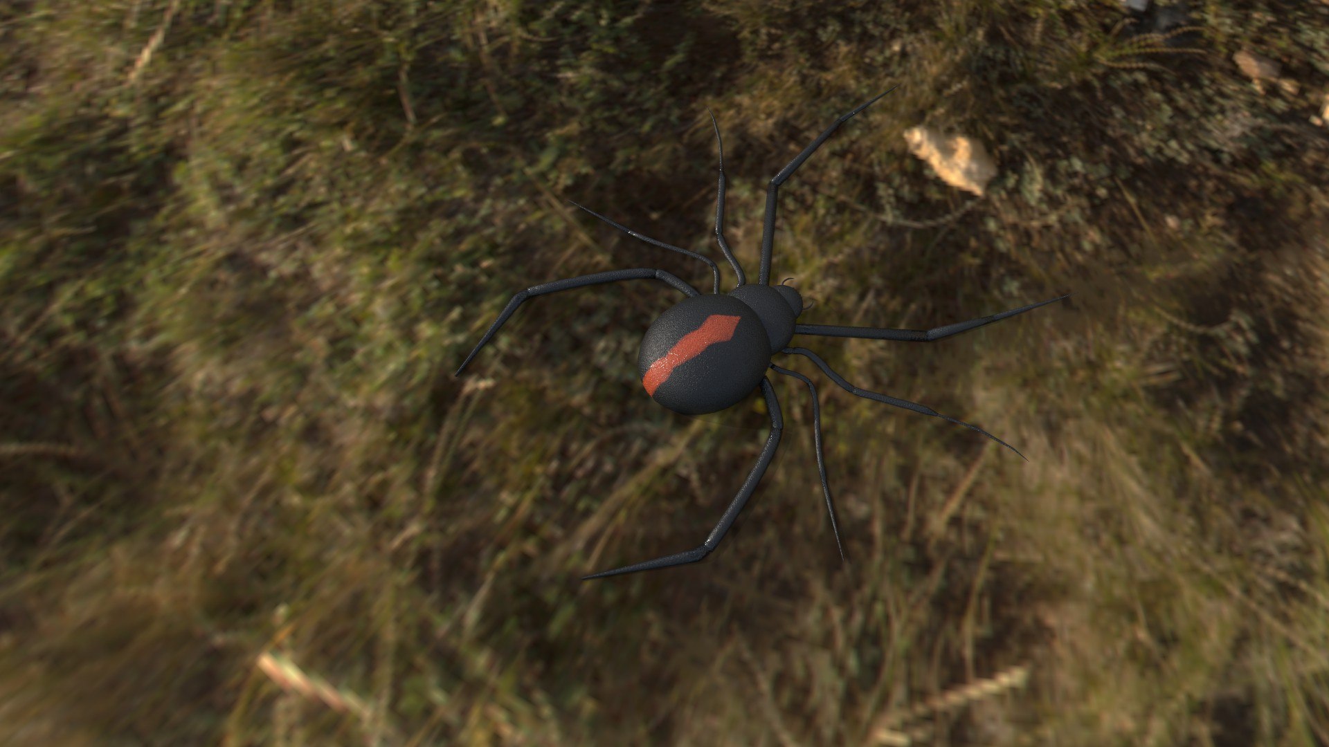 Redback Spider Model - TurboSquid 1926893