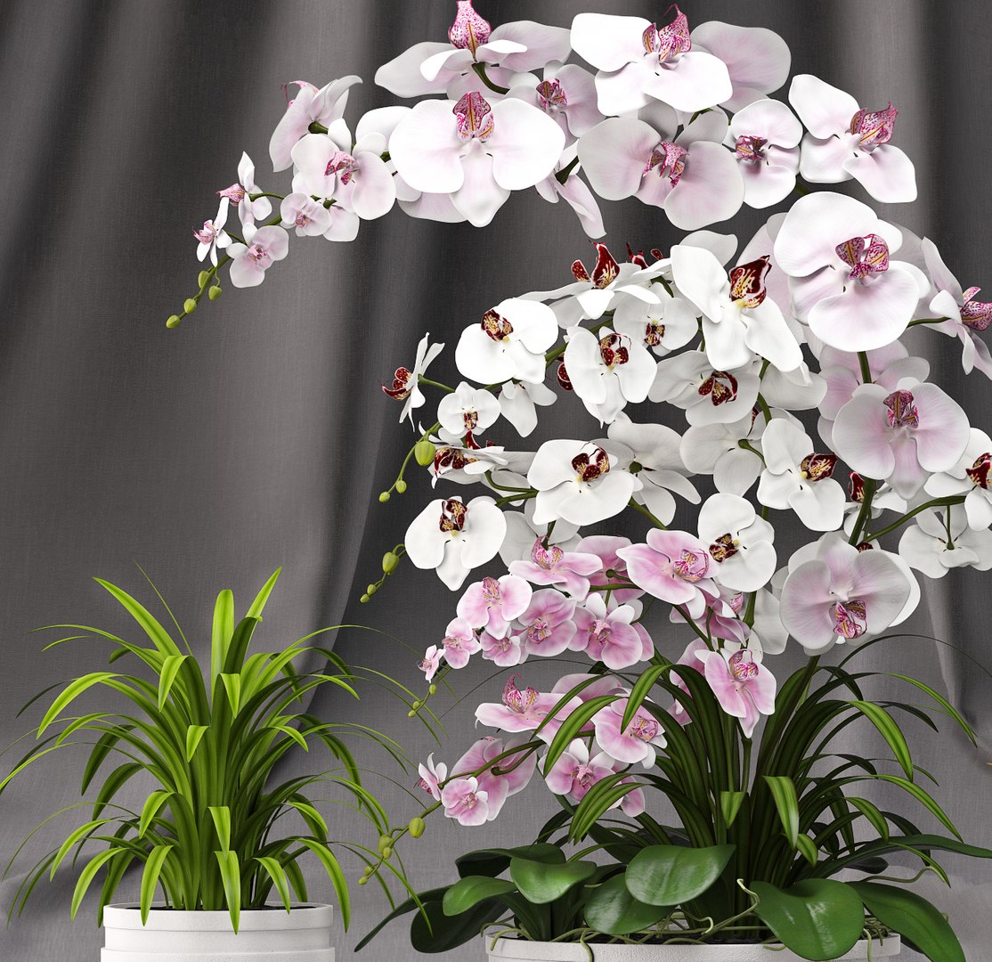 3d Model Orchid Arrangement