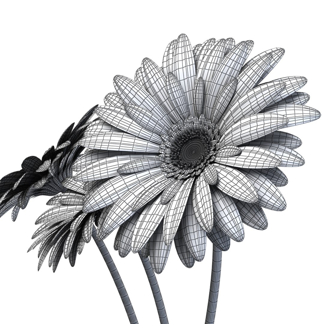 flower gerber gerbera 3d model