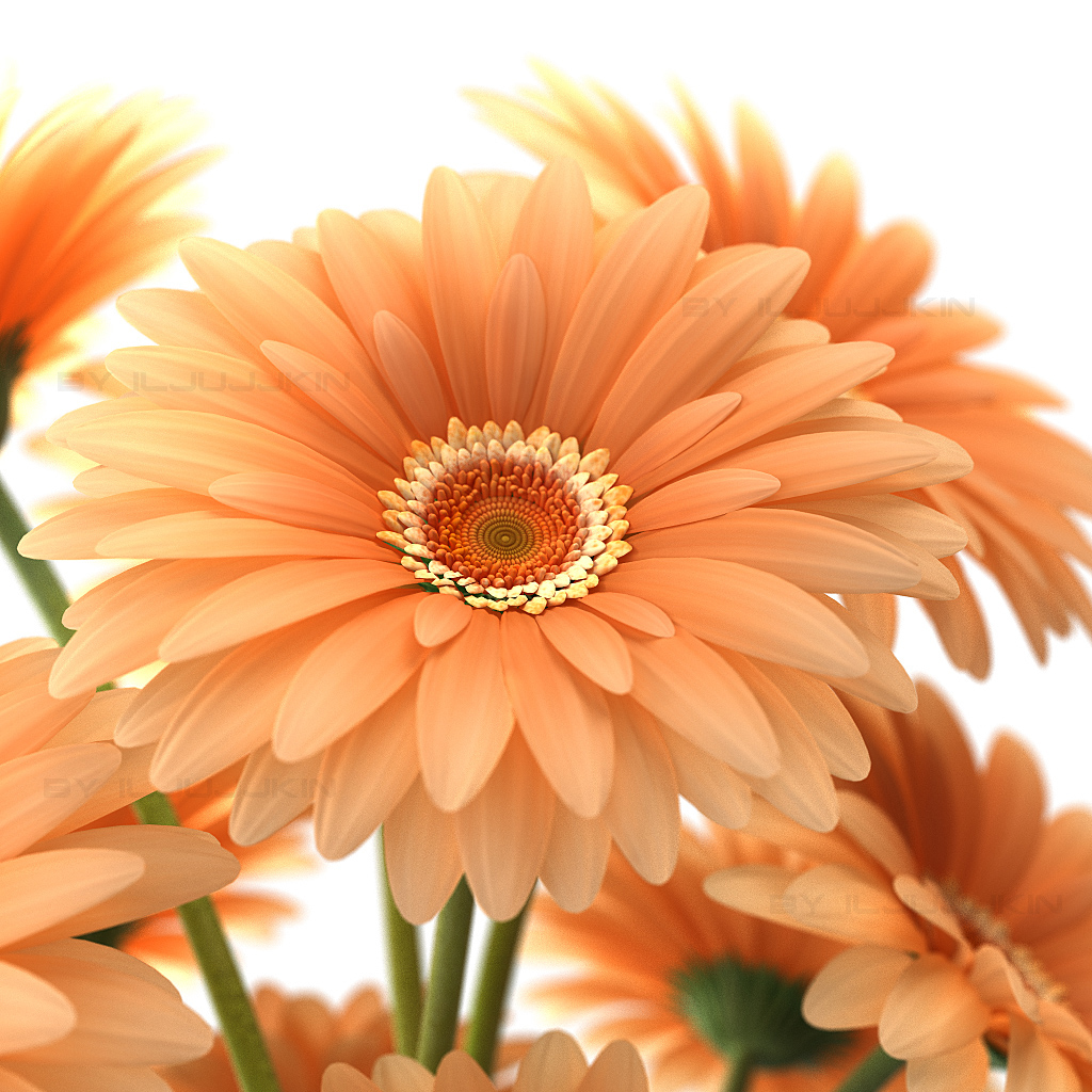 flower gerber gerbera 3d model