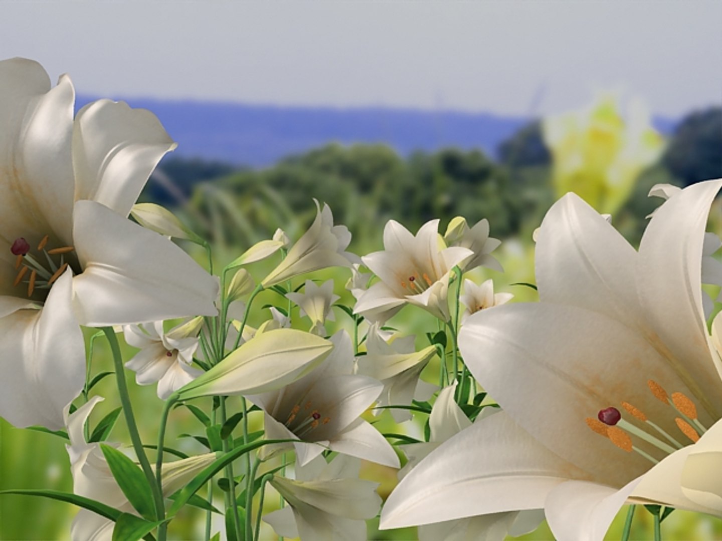 Lilly Blume 3d Model