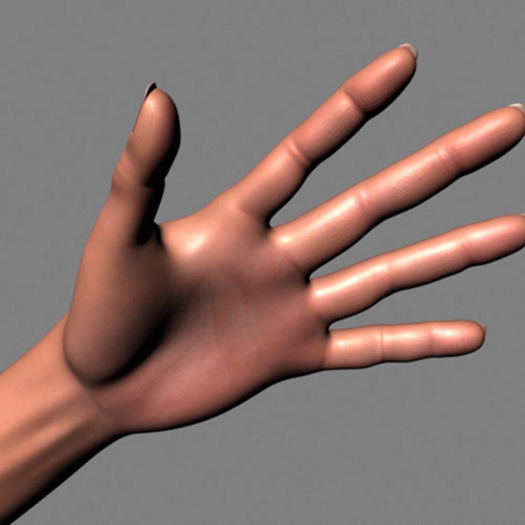 Female Hand Arm 3d Model