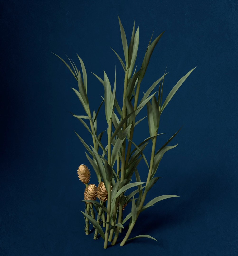 Ginger Plant Flowers 3d 3ds