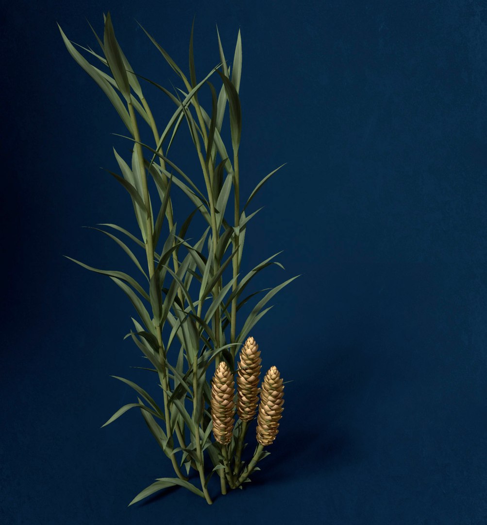 Ginger Plant Flowers 3d 3ds