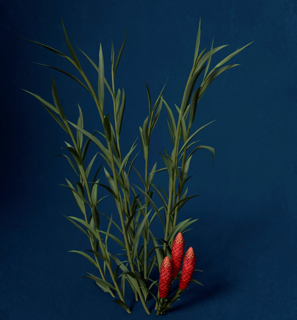 Ginger Plant Flowers 3d 3ds