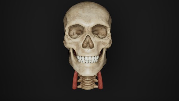 modelo 3d Anatomía humana: vista profunda posterior de la nuca ...