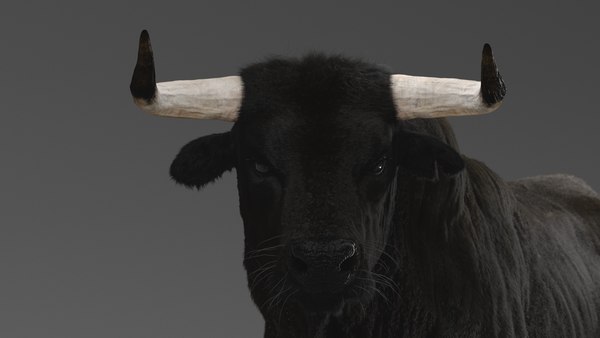 modelo 3d Toro ANIMADO - TurboSquid 1808371