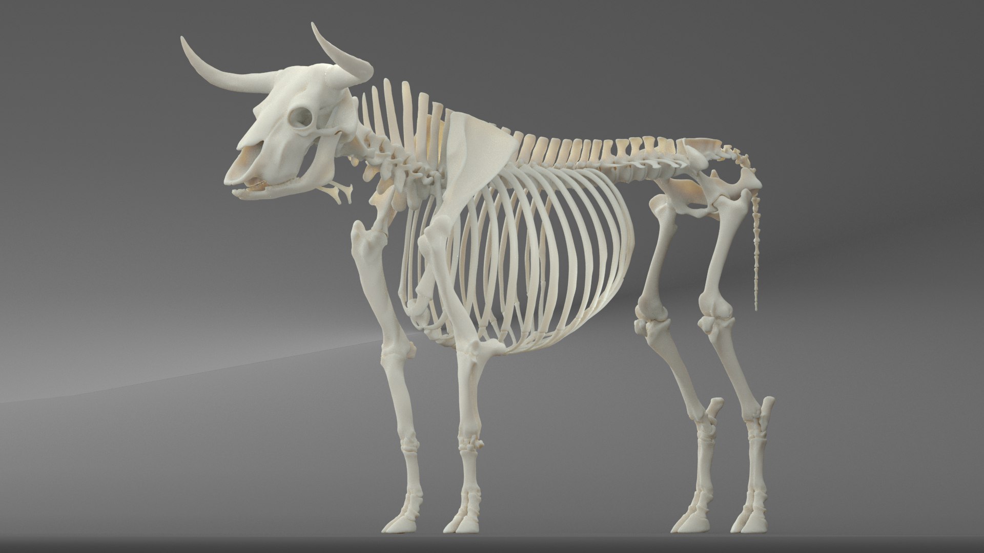 Bull ANIMATED Model - TurboSquid 1808371