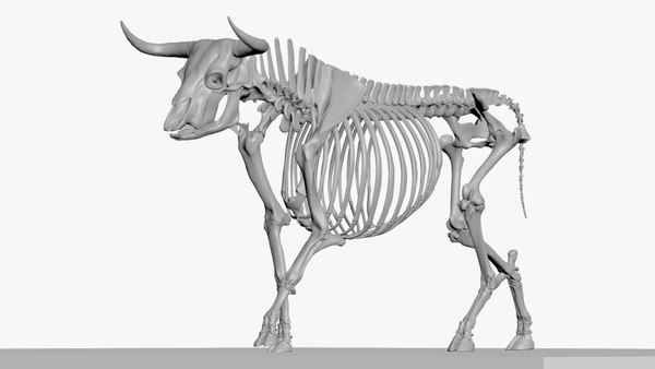Bull ANIMATED model - TurboSquid 1808371