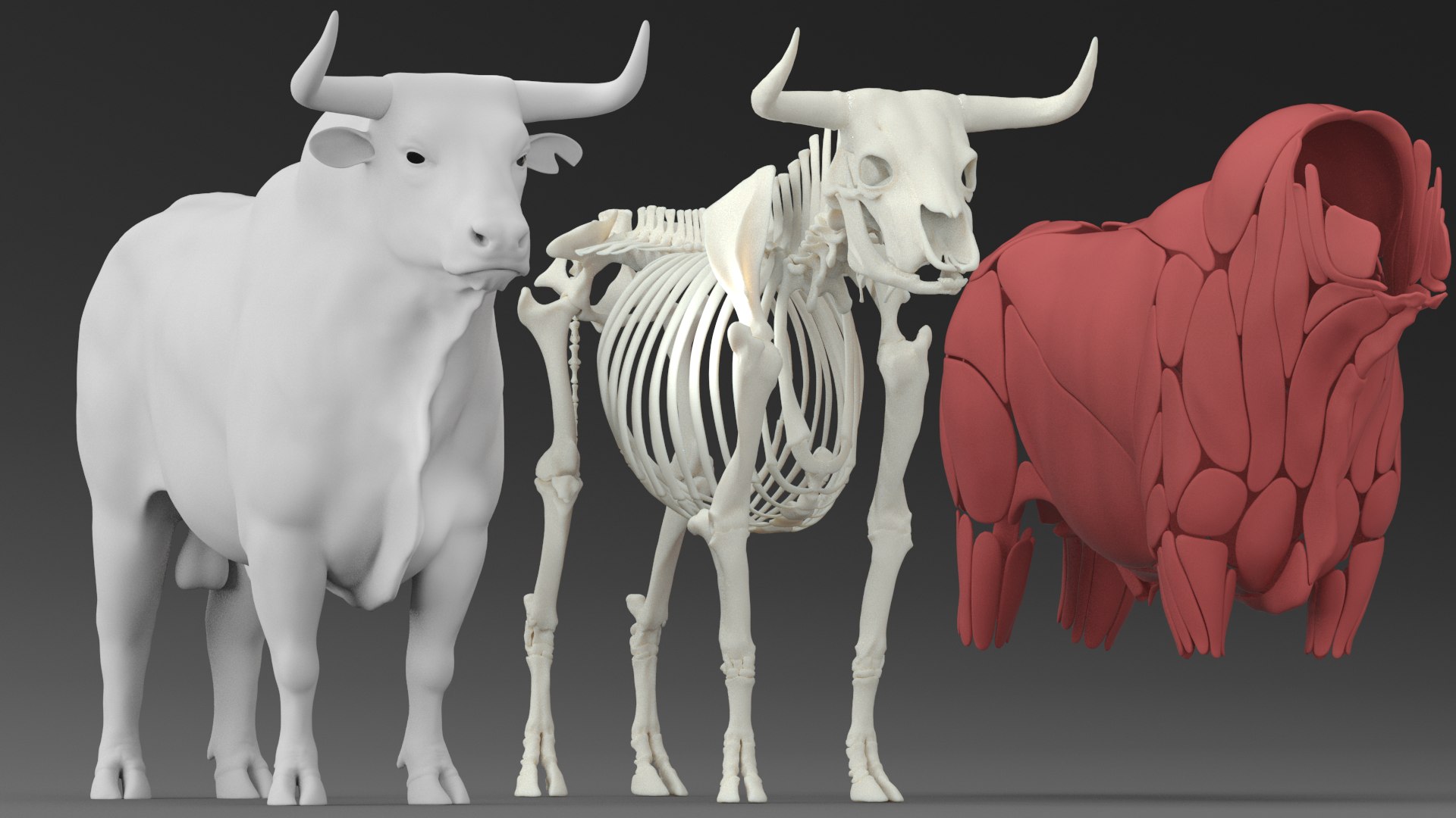 Bull ANIMATED Model - TurboSquid 1808371