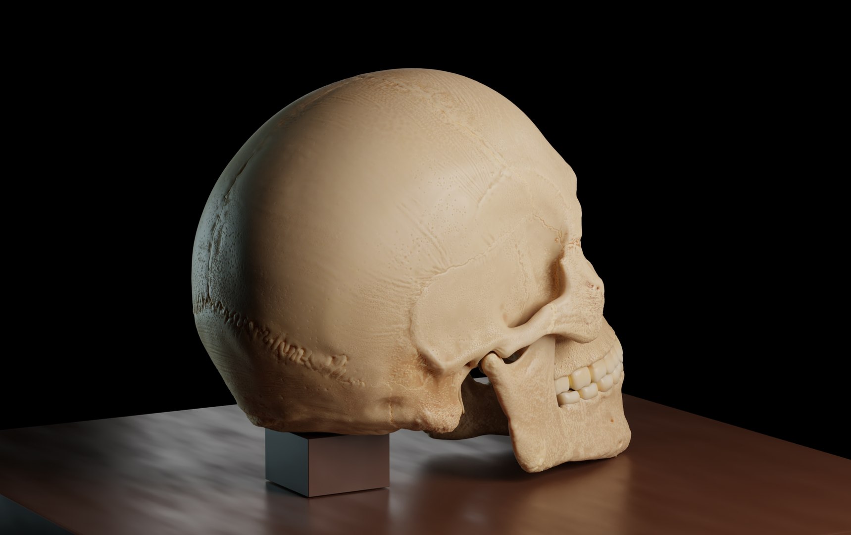 3D Accurate Human Skull Model - TurboSquid 1176027