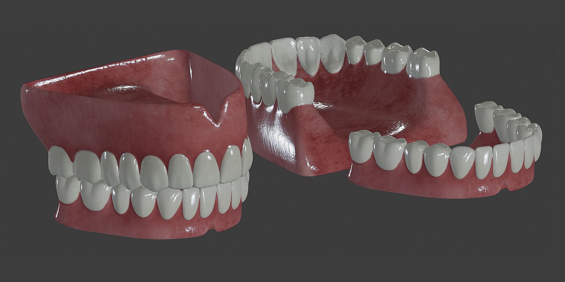 Human Teeth 3D Model - TurboSquid 1693137