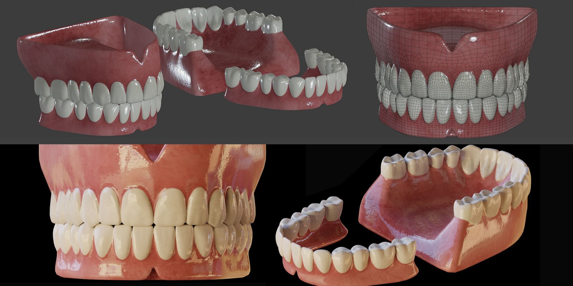 Human Teeth 3D Model - TurboSquid 1693137