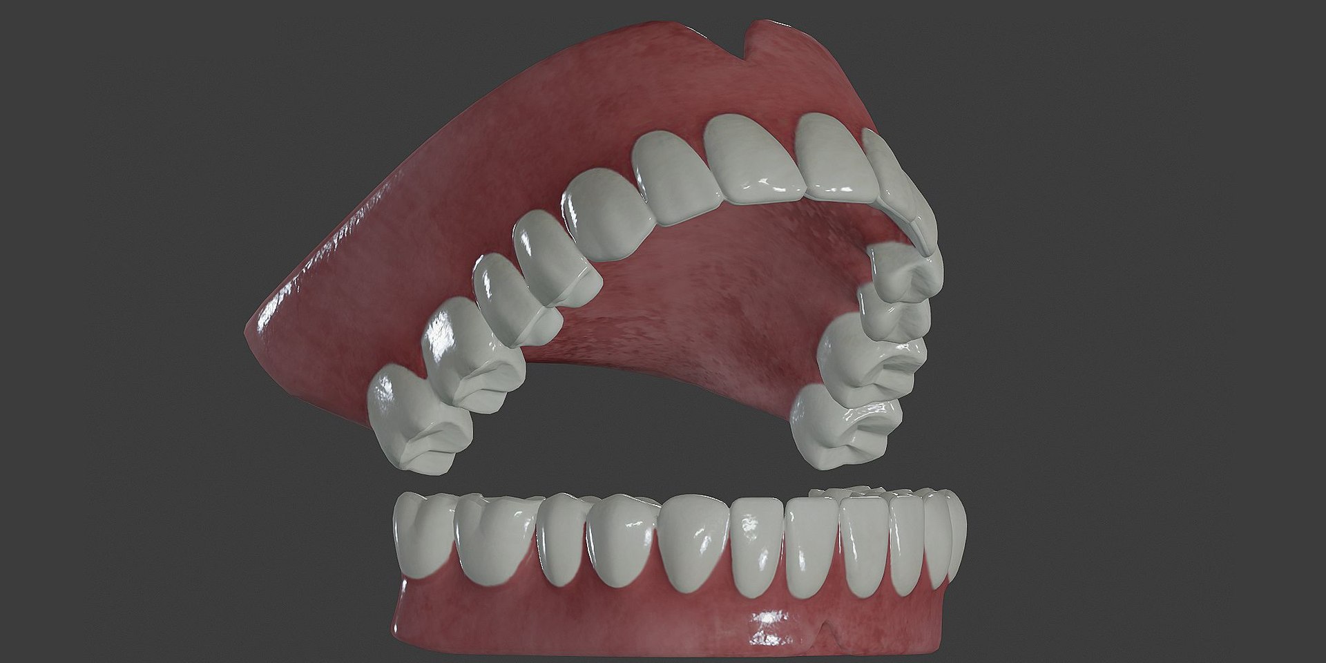 Human Teeth 3D Model - TurboSquid 1693137