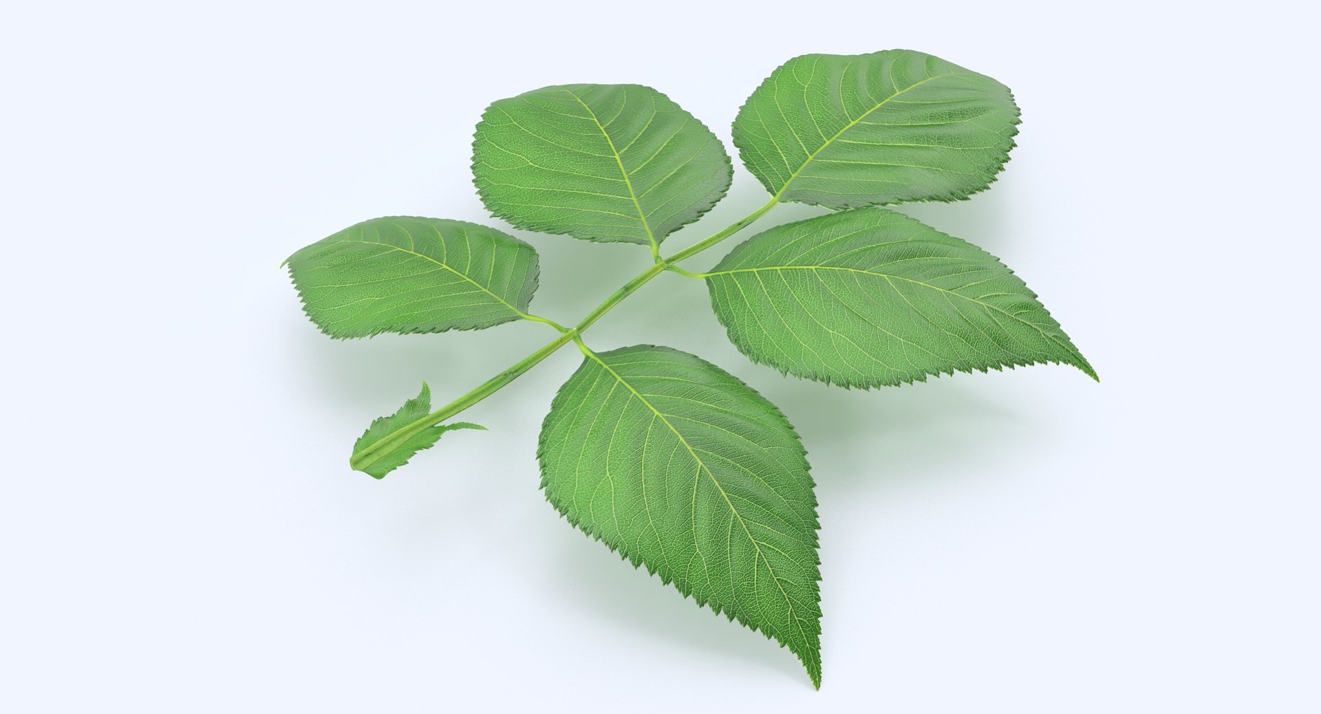 Rose Leaves 3d Model