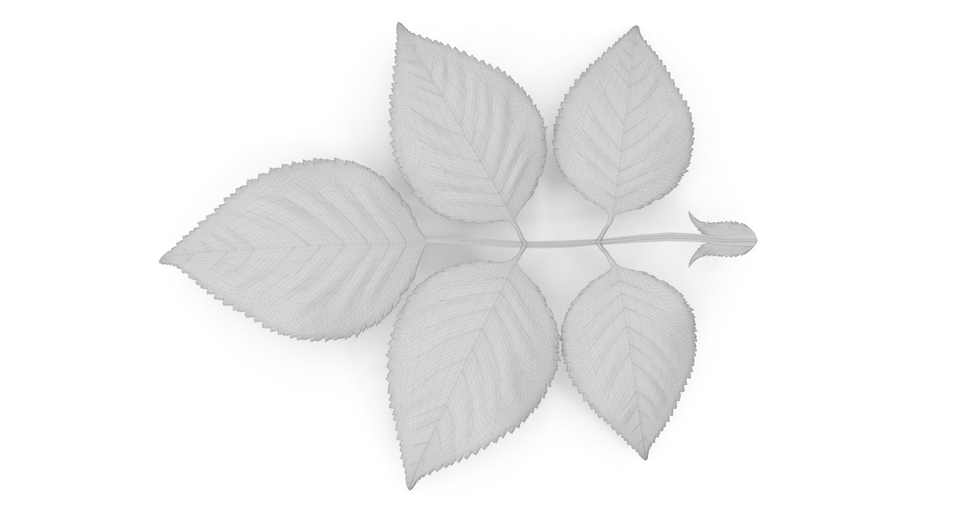 Rose Leaves 3d Model