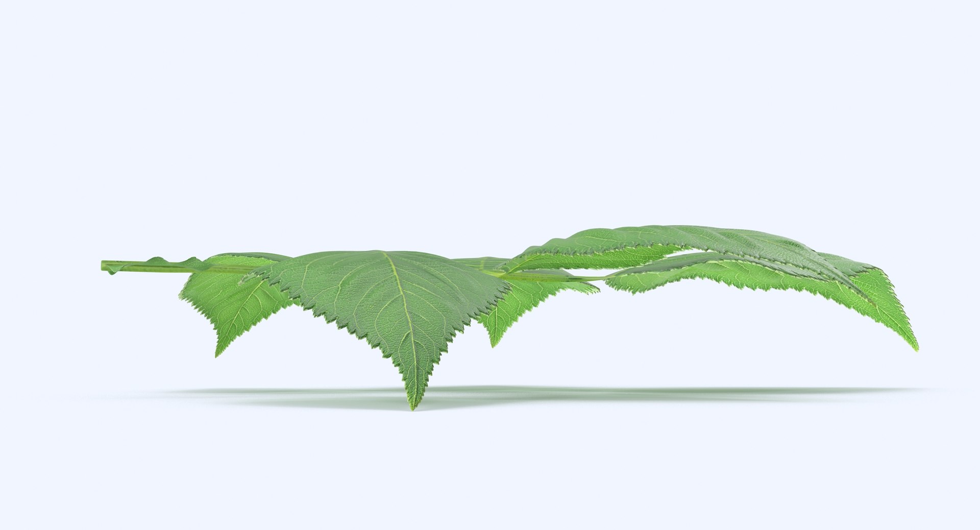 Rose Leaves 3d Model