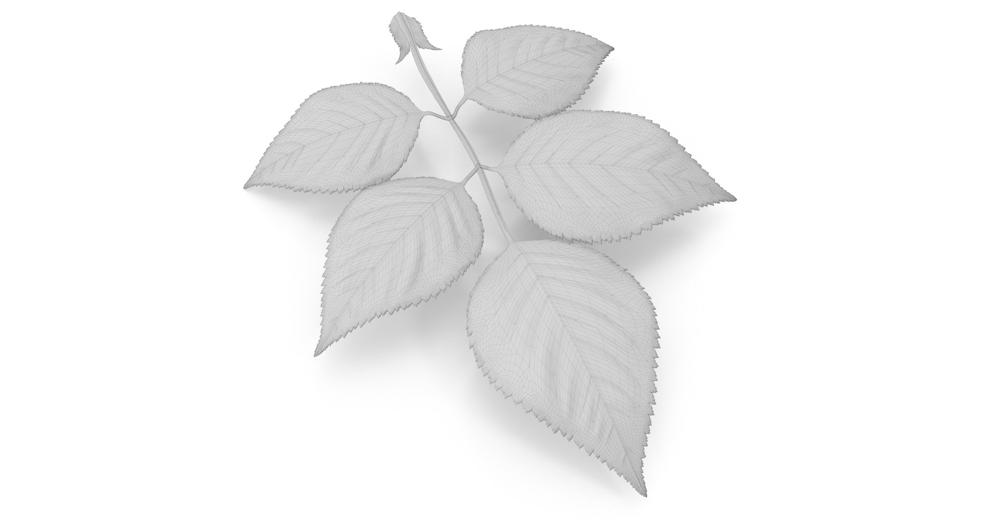 Rose Leaves 3d Model