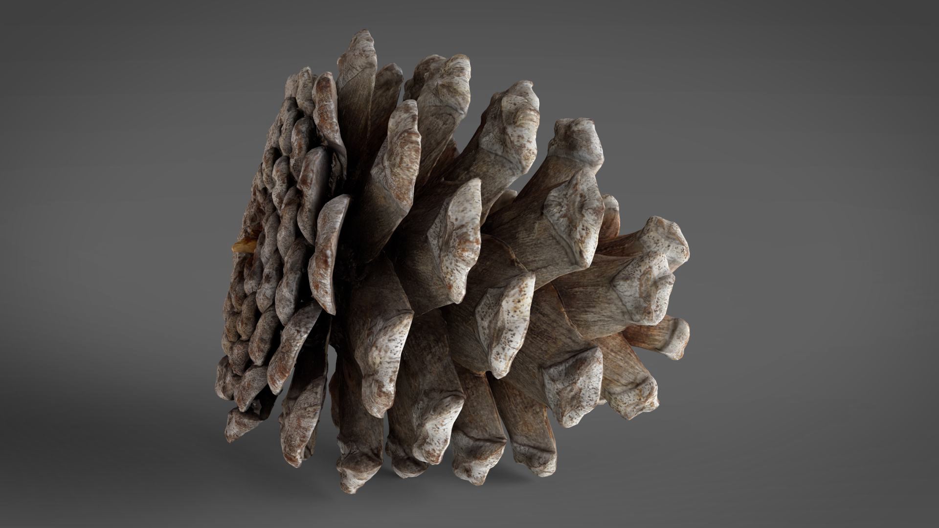 Pine Cone 3d Model With LODs 3D Model - TurboSquid 1954067