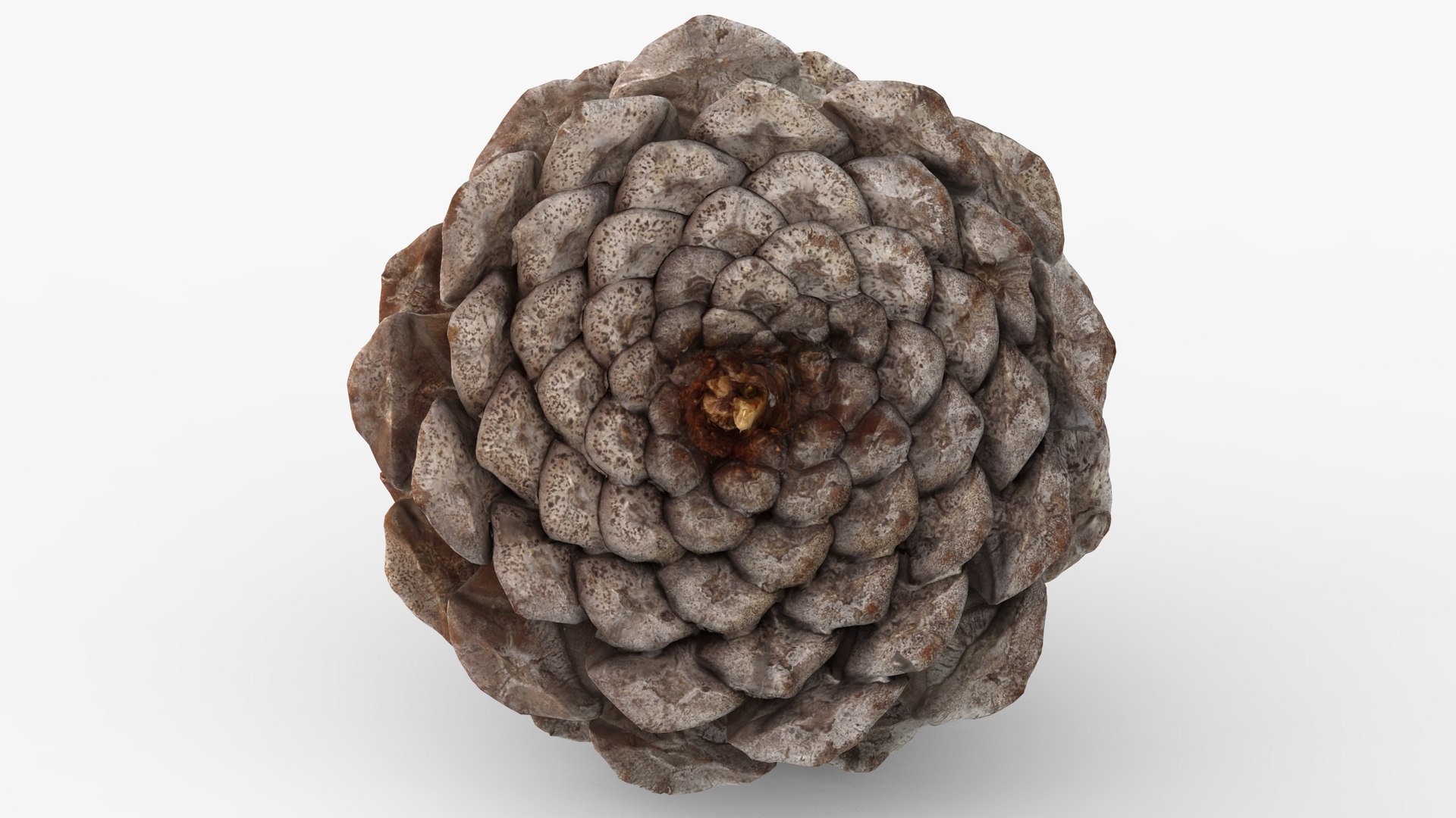 Pine Cone 3d Model With LODs 3D Model - TurboSquid 1954067