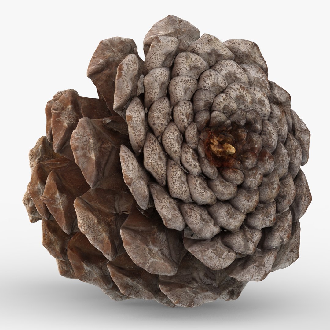 Pine cone 3d model with LODs 3D model - TurboSquid 1954067