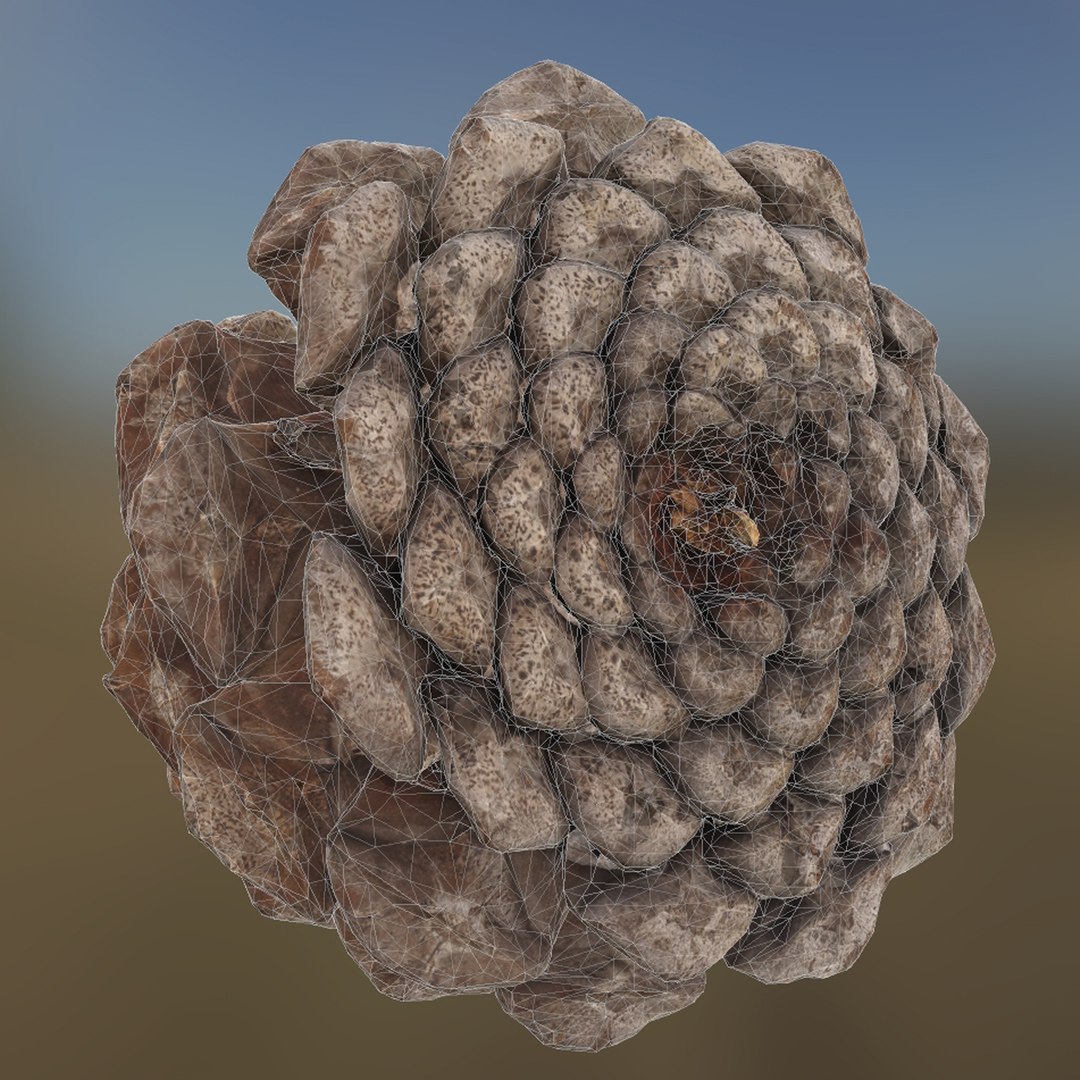Pine Cone 3d Model With LODs 3D Model - TurboSquid 1954067