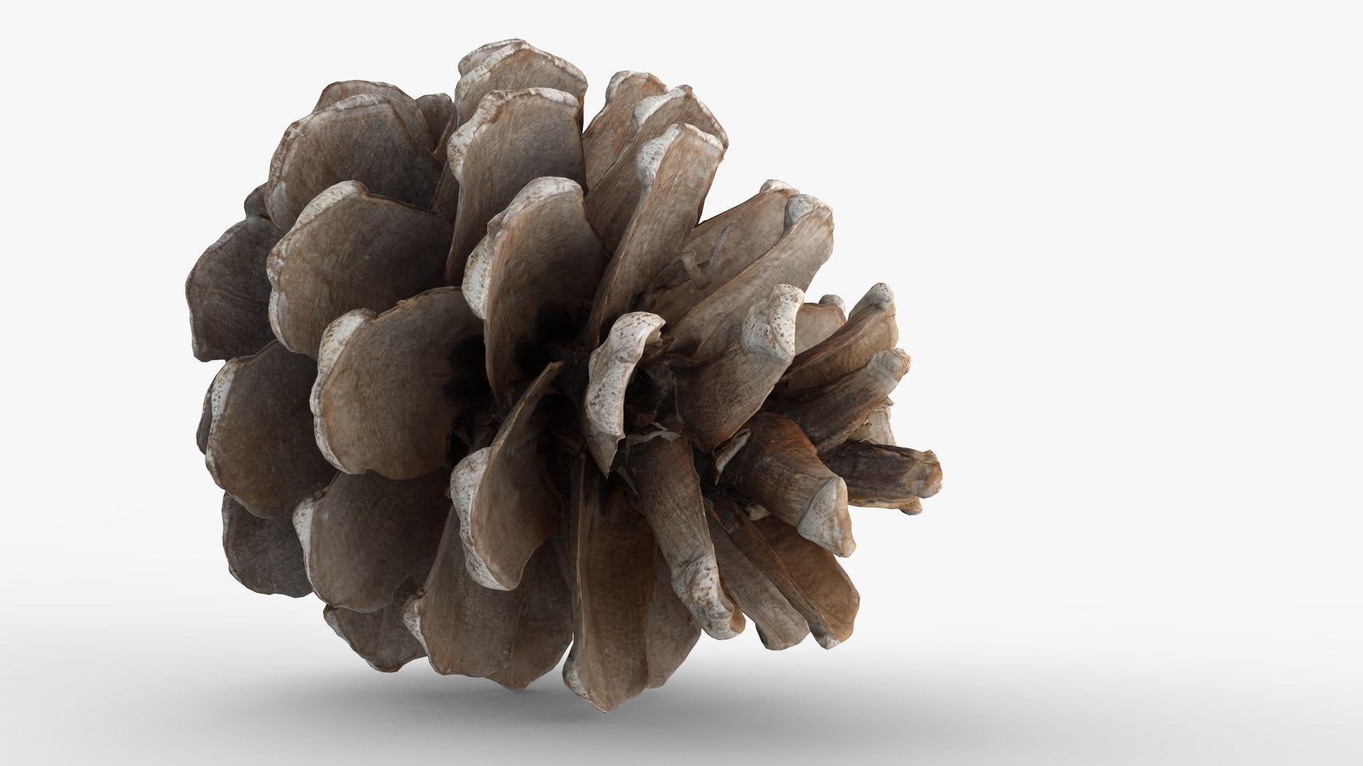 Pine Cone 3d Model With LODs 3D Model - TurboSquid 1954067