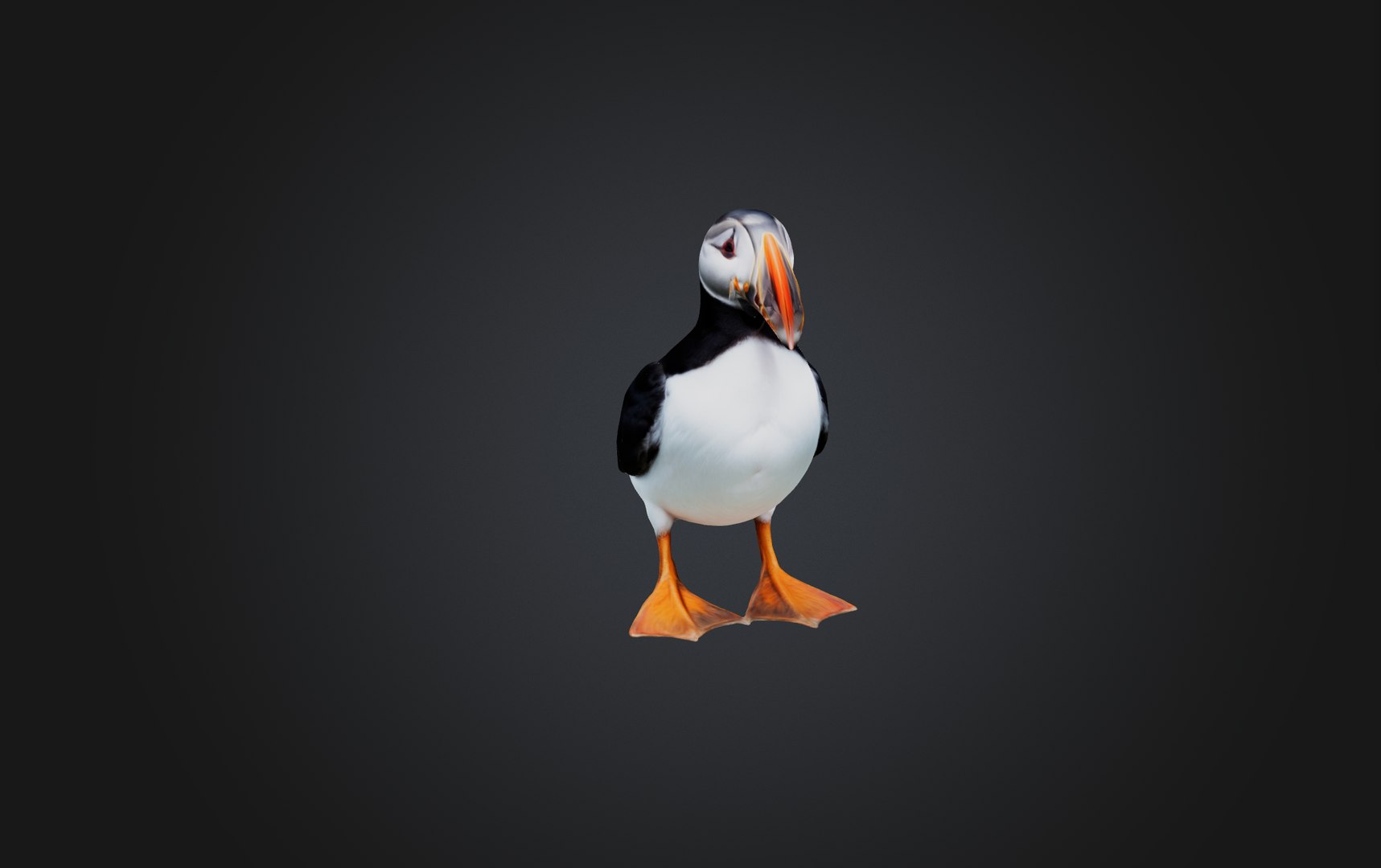 Puffin Bird 3D Model - TurboSquid 2273368