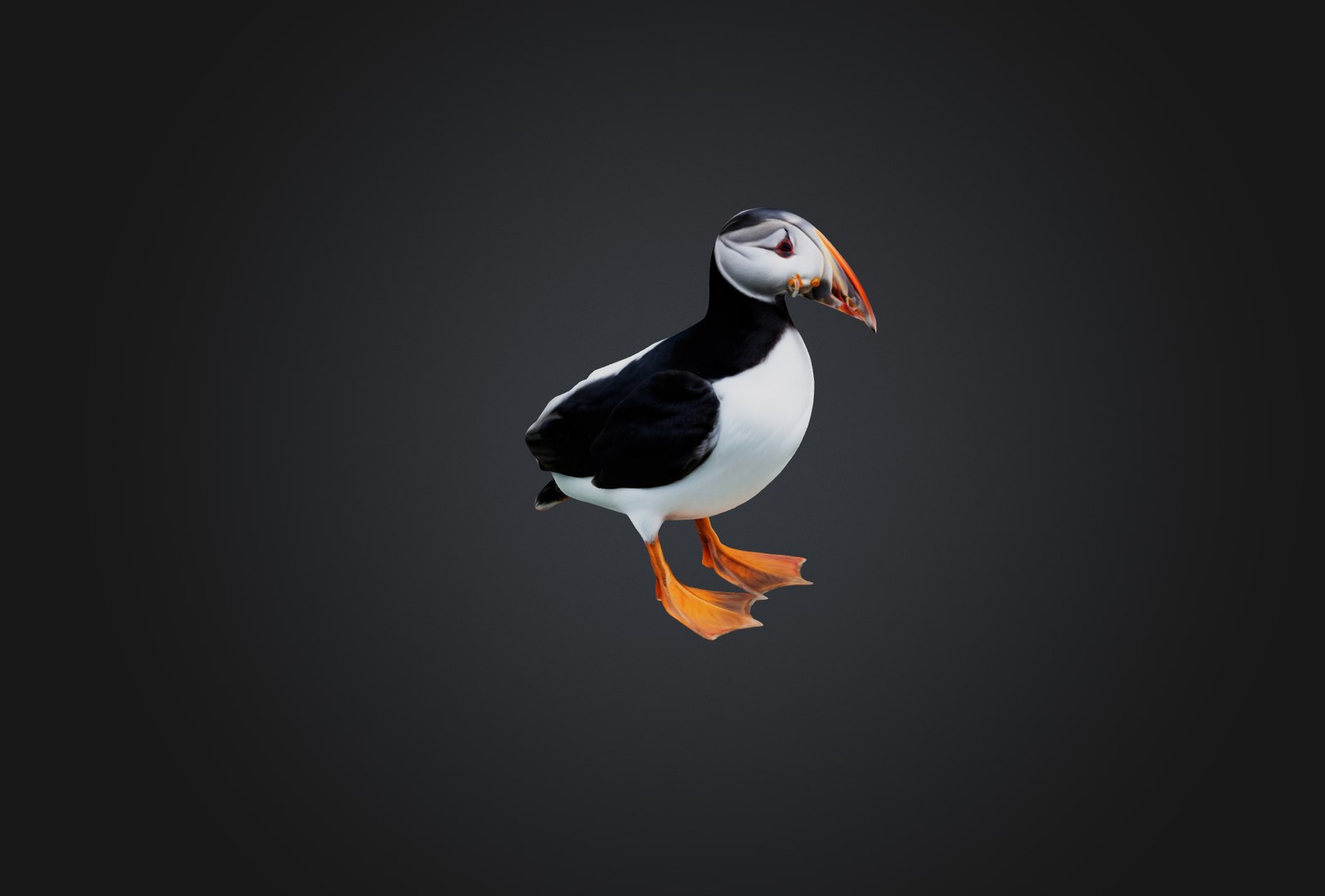 Puffin Bird 3D Model - TurboSquid 2273368