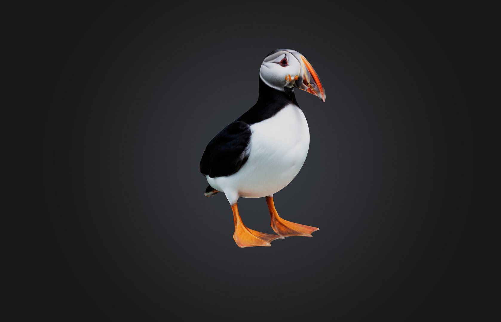 Puffin Bird 3D Model - TurboSquid 2273368