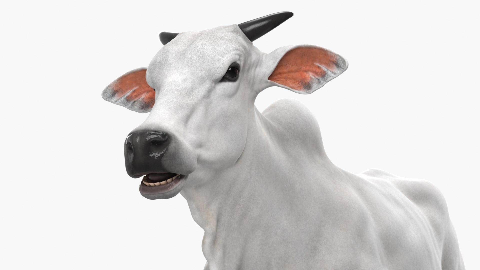 Ongole Cattle Male 3D Model - TurboSquid 2316241